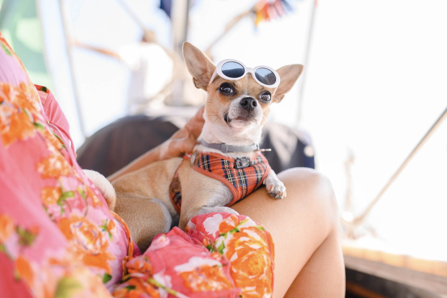 Chic Canine Couture: 200 Fashion-Inspired Designer Dog Names - Rocky Kanaka