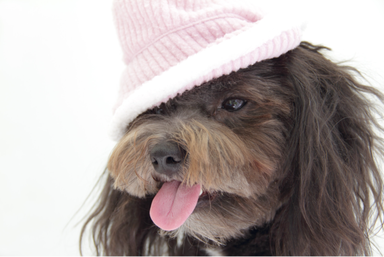 Chic Canine Couture: 200 Fashion-Inspired Designer Dog Names - Rocky Kanaka