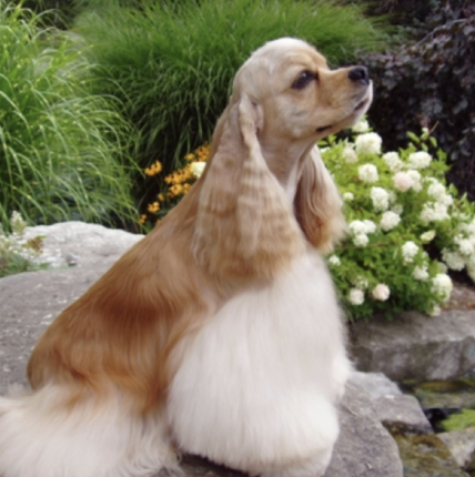 The Cocker Spaniel Haircut: A Guide to Grooming & Styling [With Photos] - Rocky Kanaka