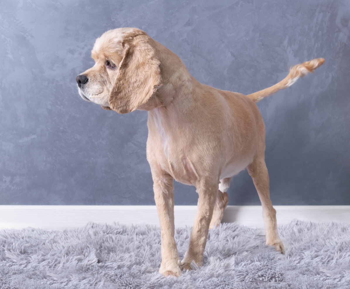 The Cocker Spaniel Haircut: A Guide to Grooming & Styling [With Photos] - Rocky Kanaka