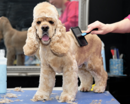 The Cocker Spaniel Haircut: A Guide to Grooming & Styling [With Photos ...