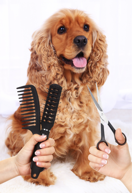 The Cocker Spaniel Haircut: A Guide to Grooming & Styling [With Photos ...