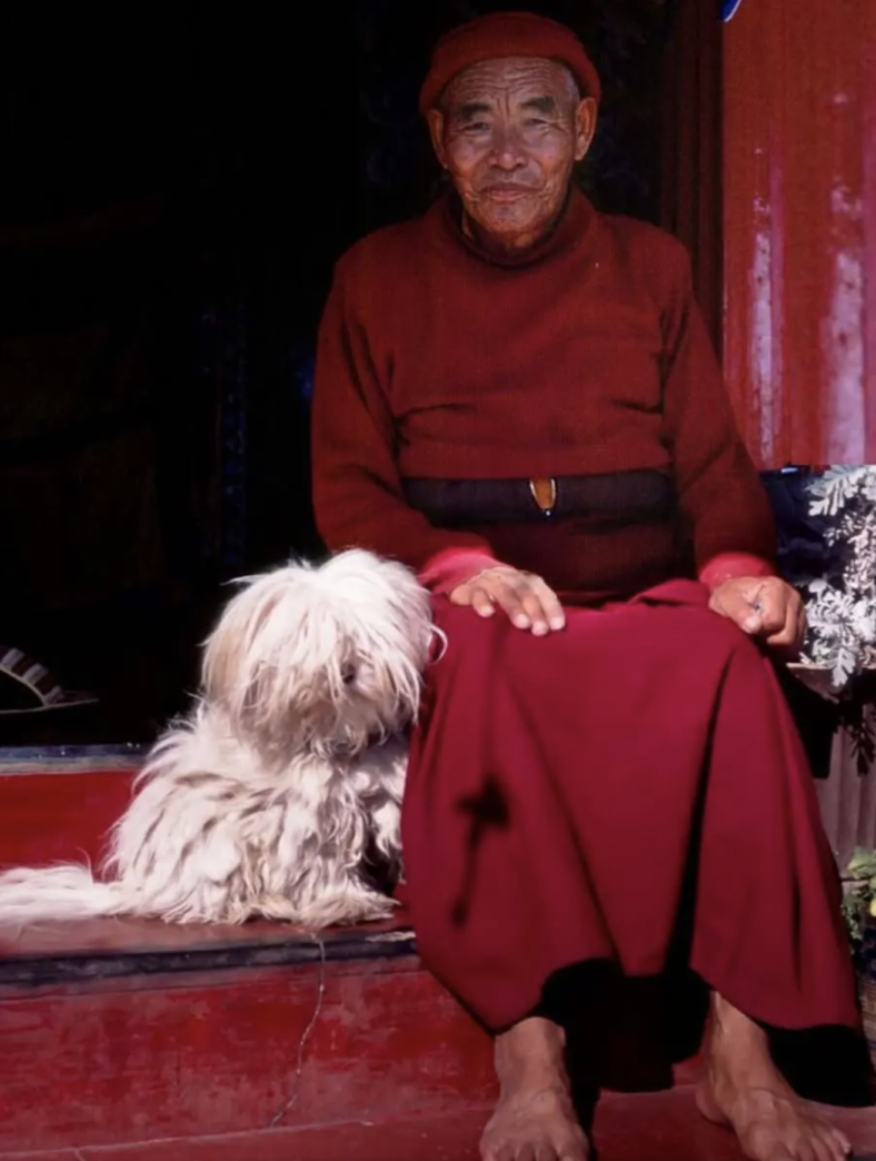 This Dog Breed Is Sacred To Tibetan Monks - Rocky Kanaka
