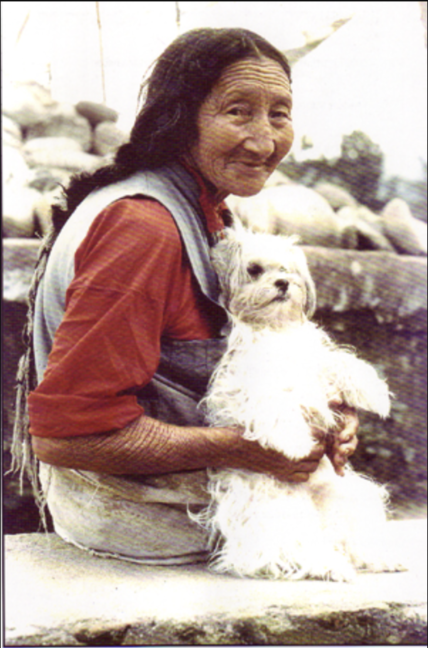 This Dog Breed Is Sacred To Tibetan Monks - Rocky Kanaka