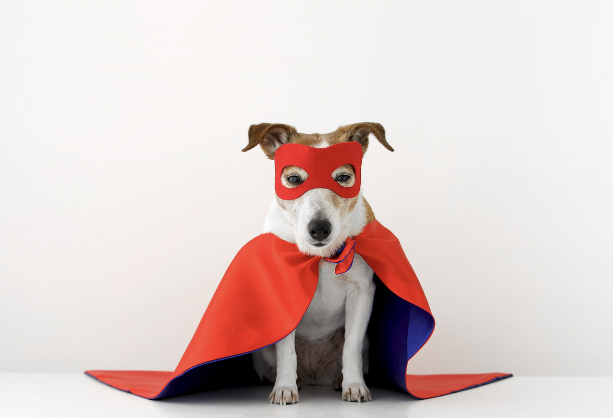Unleash Their Inner Hero: Superhero Dog Names 🦸 - Rocky Kanaka