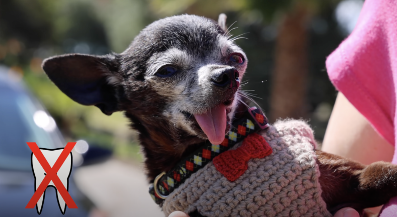 Letting a Tiny Homeless Dog Pick His First Meal! - Rocky Kanaka