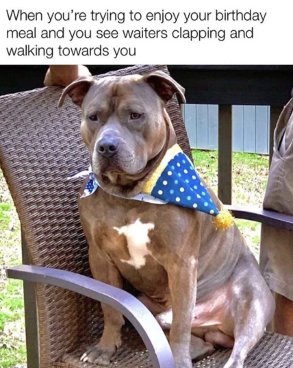 The Most Hilarious Dog Birthday Memes - Rocky Kanaka