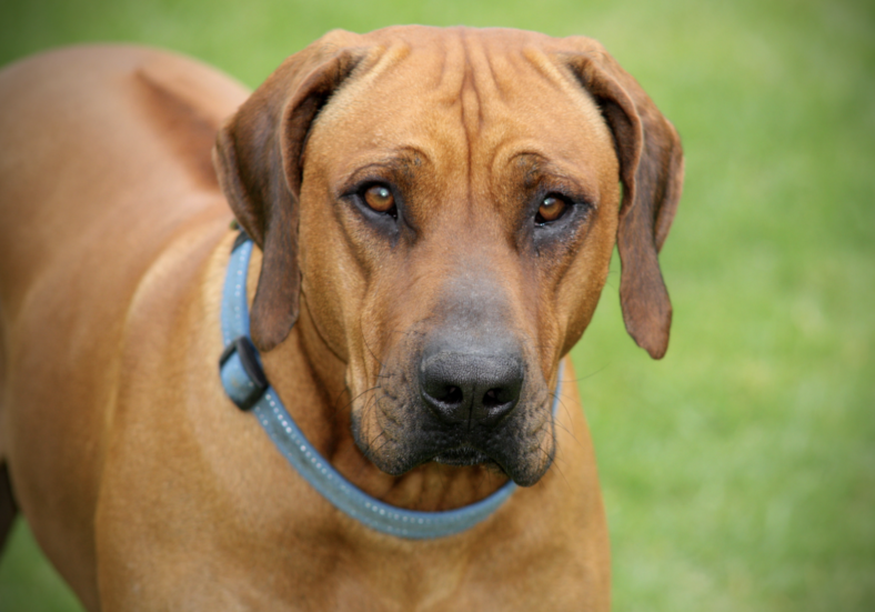 Meet the Mighty Dogs That Hunted Lions in Africa - Rocky Kanaka