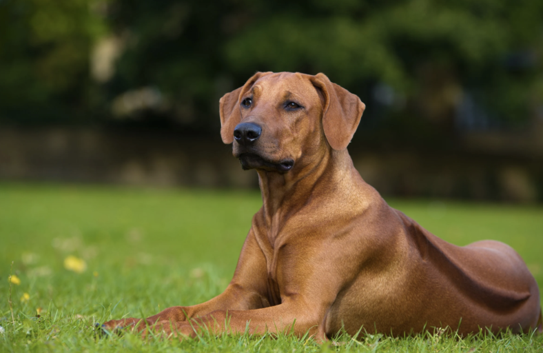 Meet the Mighty Dogs That Hunted Lions in Africa - Rocky Kanaka