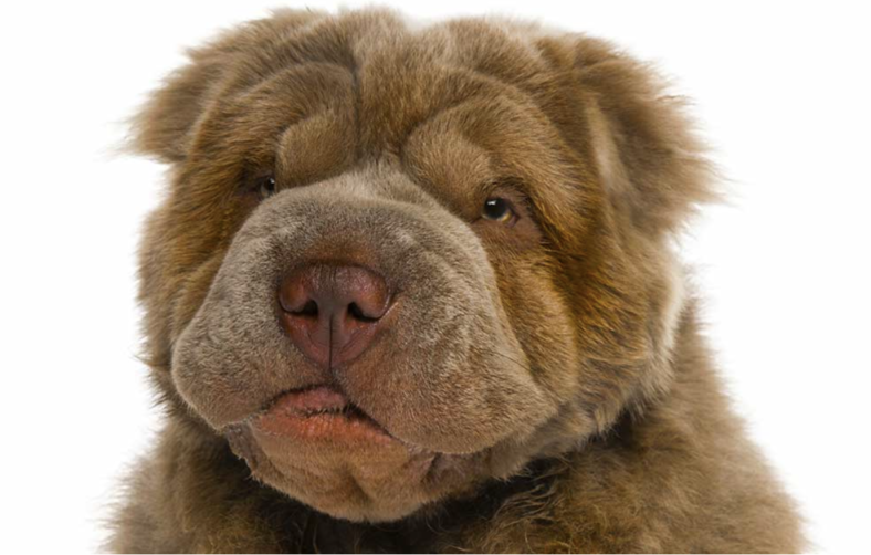 Shar Pei Coat Colors: A Rainbow of Wrinkles - Rocky Kanaka