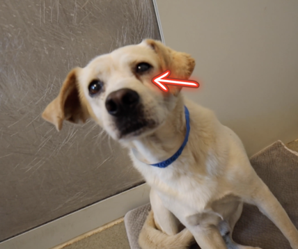 Entropion in Dogs: Causes, Symptoms and Treatment - Rocky Kanaka