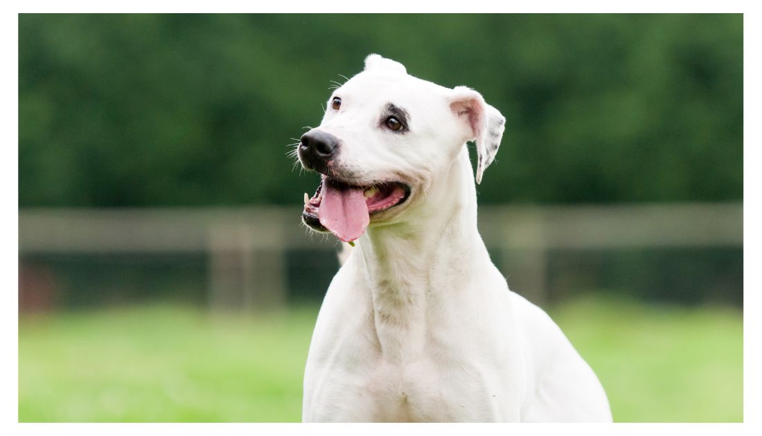 250 Dog Names that Start with E - Rocky Kanaka