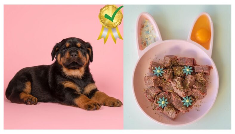 Unleashing the Best Raw Food Diet for Your Rottweiler: Nurturing Health ...