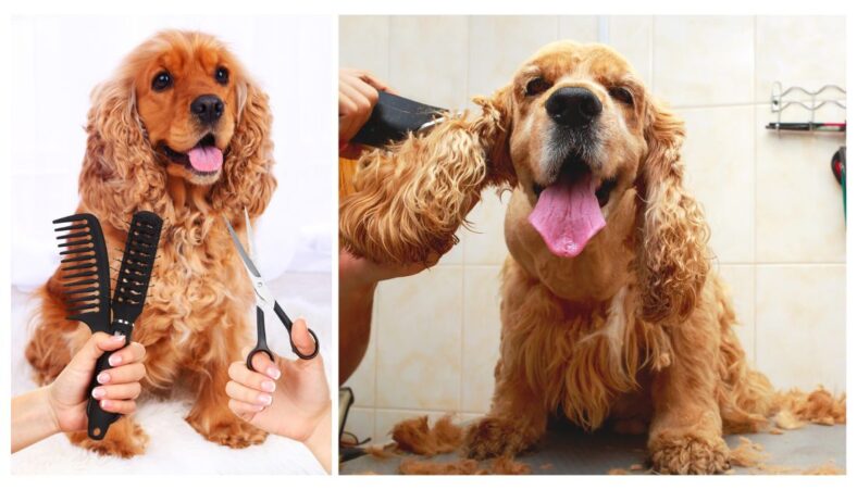 The Cocker Spaniel Haircut: A Guide to Grooming & Styling [With Photos ...