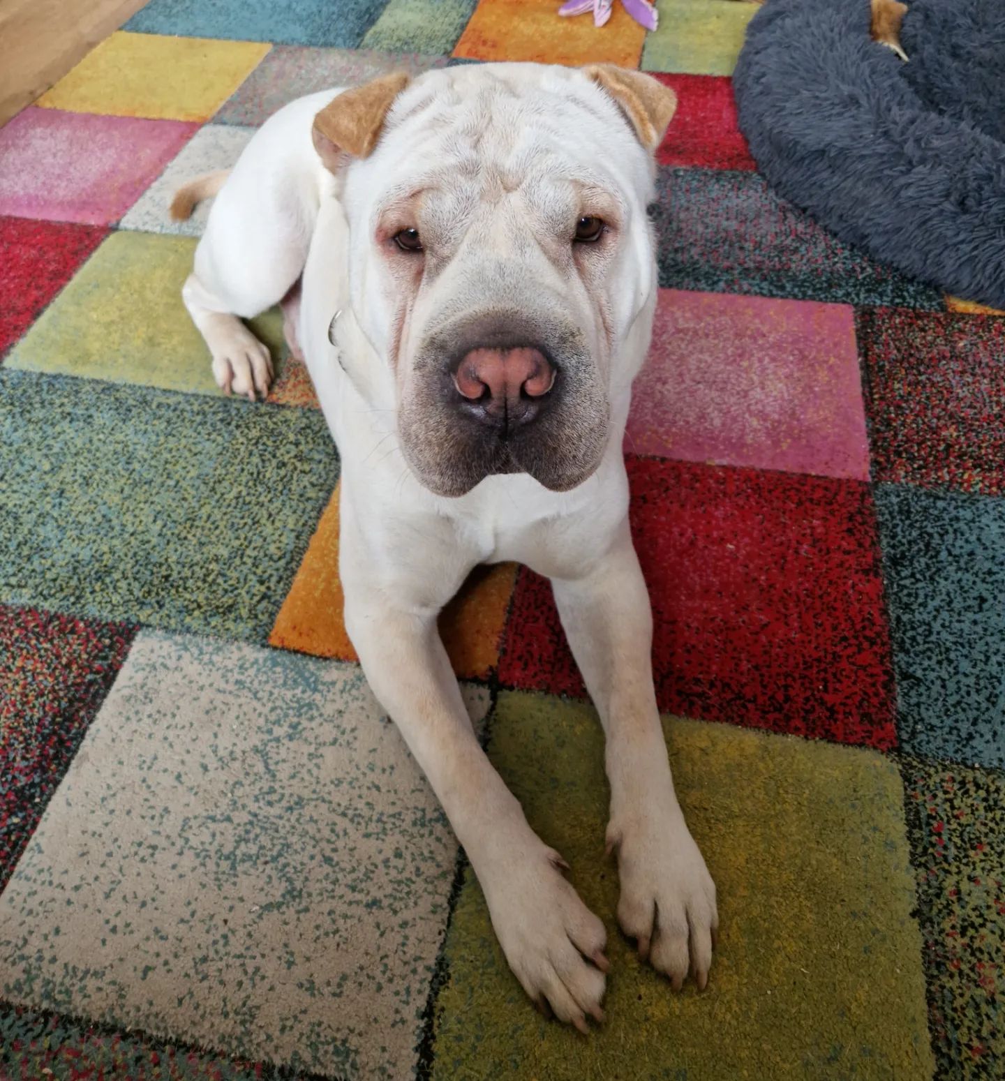 Shar Pei Coat Colors: A Rainbow of Wrinkles - Rocky Kanaka