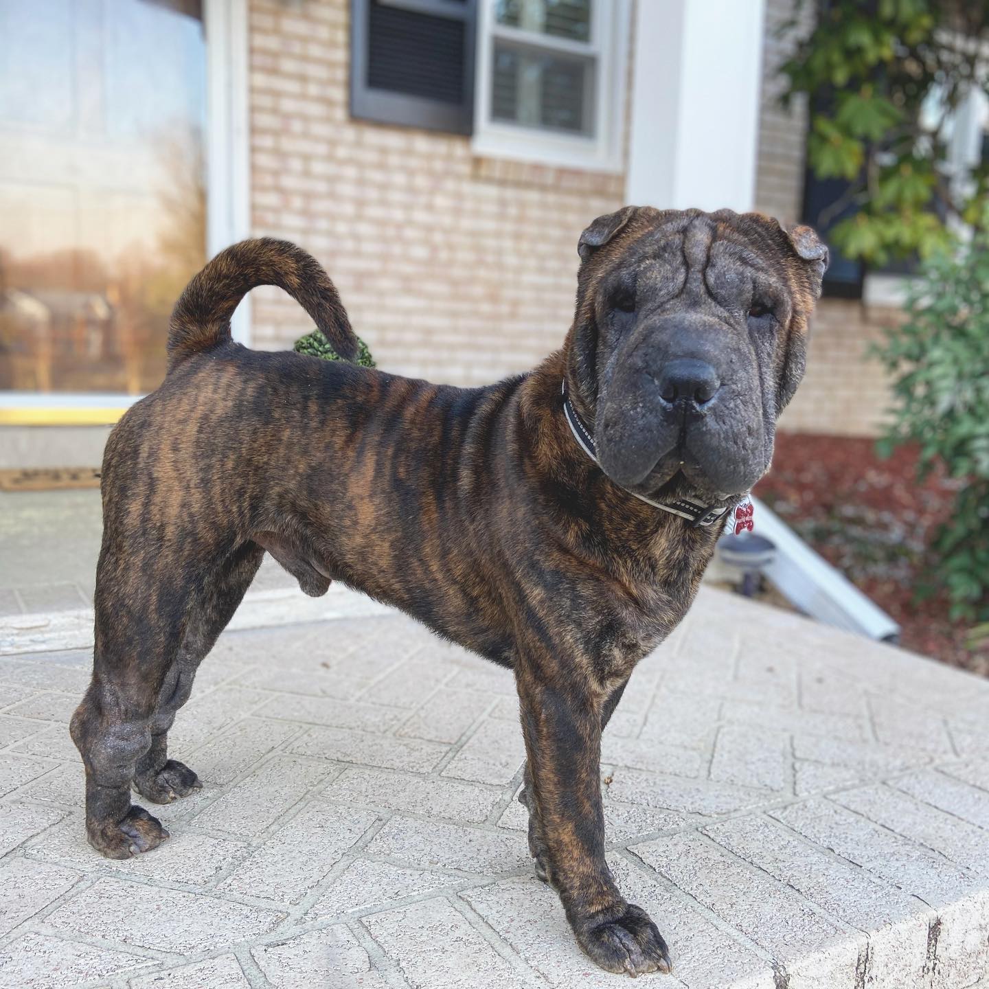 Shar Pei Coat Colors: A Rainbow of Wrinkles - Rocky Kanaka