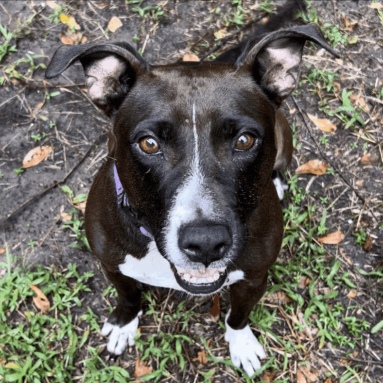 568 Days and Counting: The Heartbreaking Tale of Millie, The Mama Dog ...