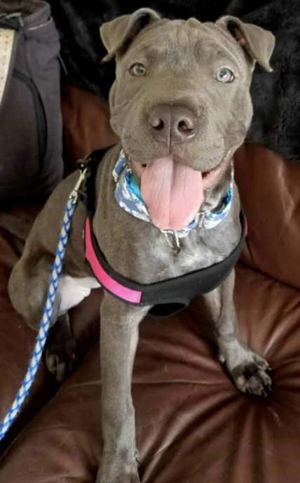 The Pit Pei: A Guide to the Shar Pei Pitbull Mix [With Photos] - Rocky ...