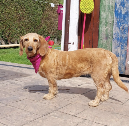The Bassetoodle: A Unique Blend of Poodle and Basset Hound - Rocky Kanaka