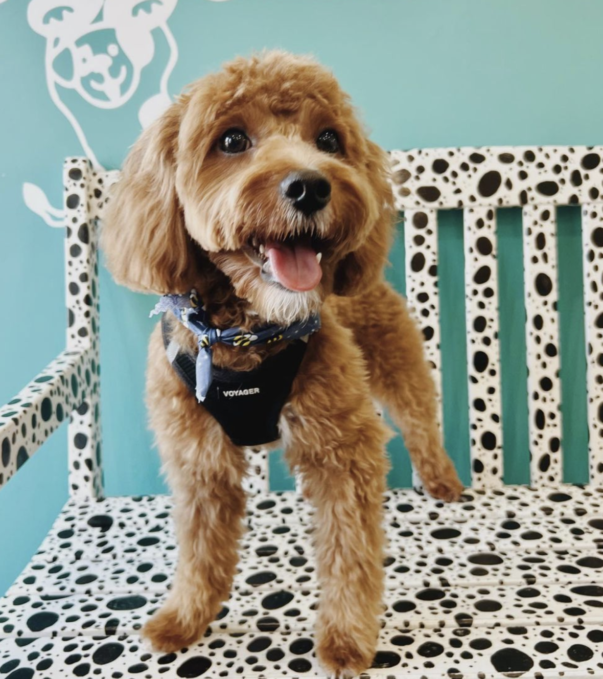 The Mini Cavapoo: Everything You Need to Know About This Tiny Hybrid ...