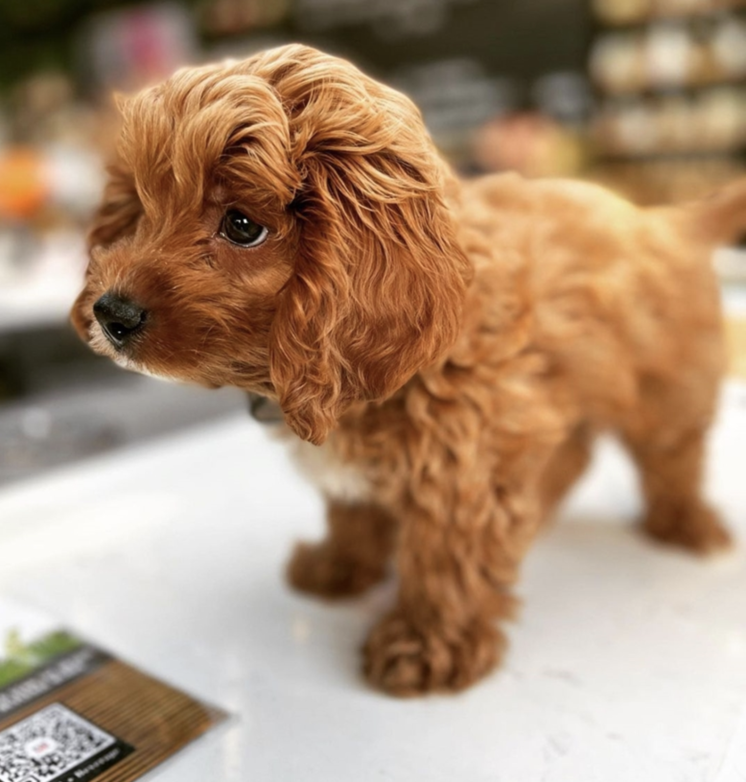 The Mini Cavapoo: Everything You Need to Know About This Tiny Hybrid ...
