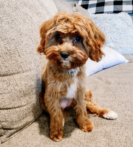 The Mini Cavapoo: Everything You Need to Know About This Tiny Hybrid ...