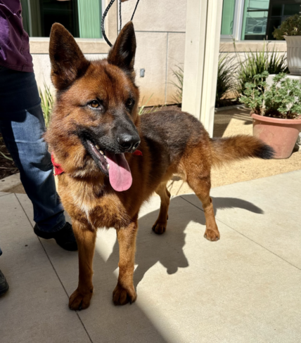 Beautiful Red Shepherd Thinks I'm Going To Hit Him - Rocky Kanaka