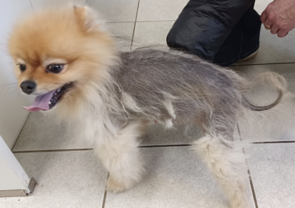 Pomeranian Alopecia: What To Do If your Pom Is Losing Hair - Rocky Kanaka