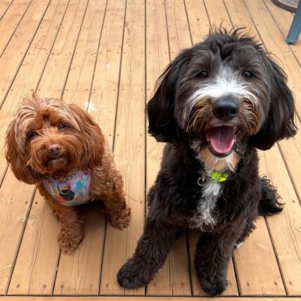 The Bordoodle: The Smartest Mixed Breed Dog You've Never Heard Of [With ...