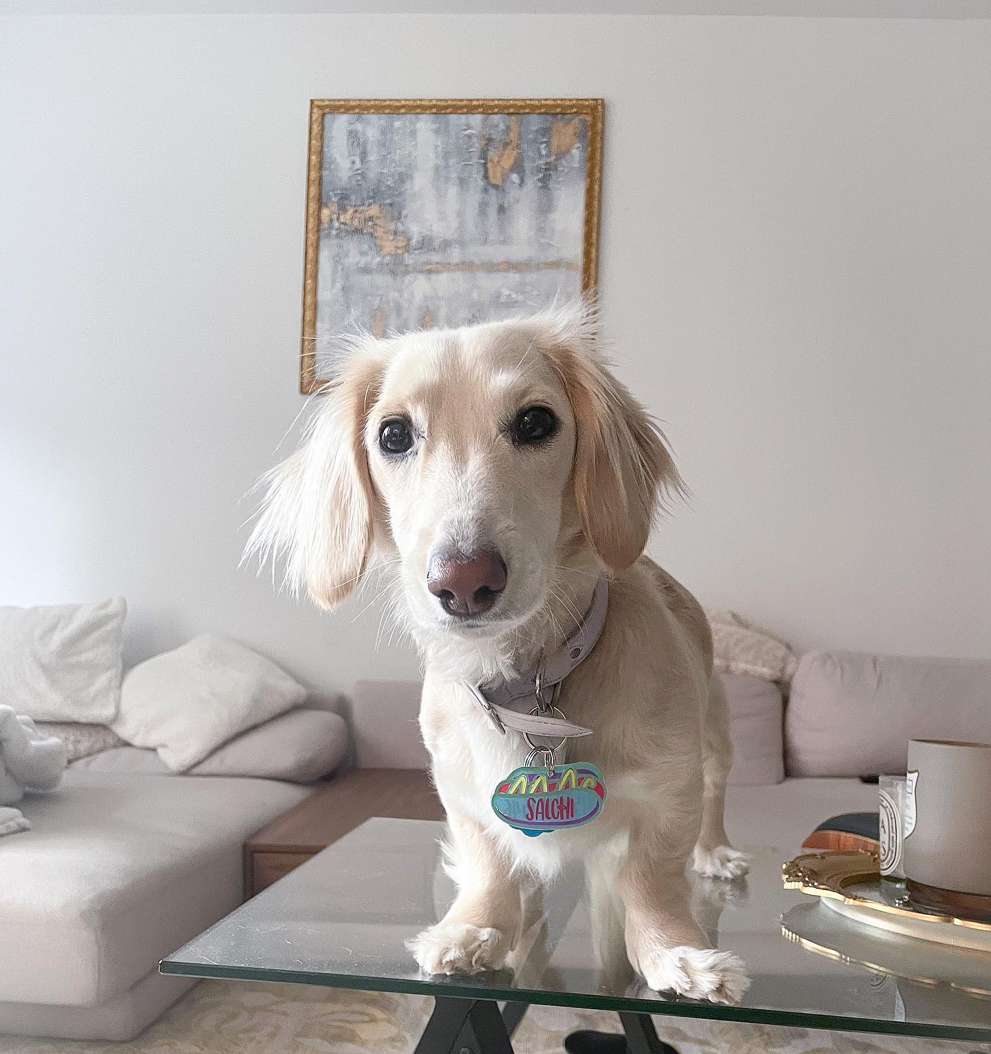 Cream of the Crop: Exploring the World of English Cream Dachshunds ...