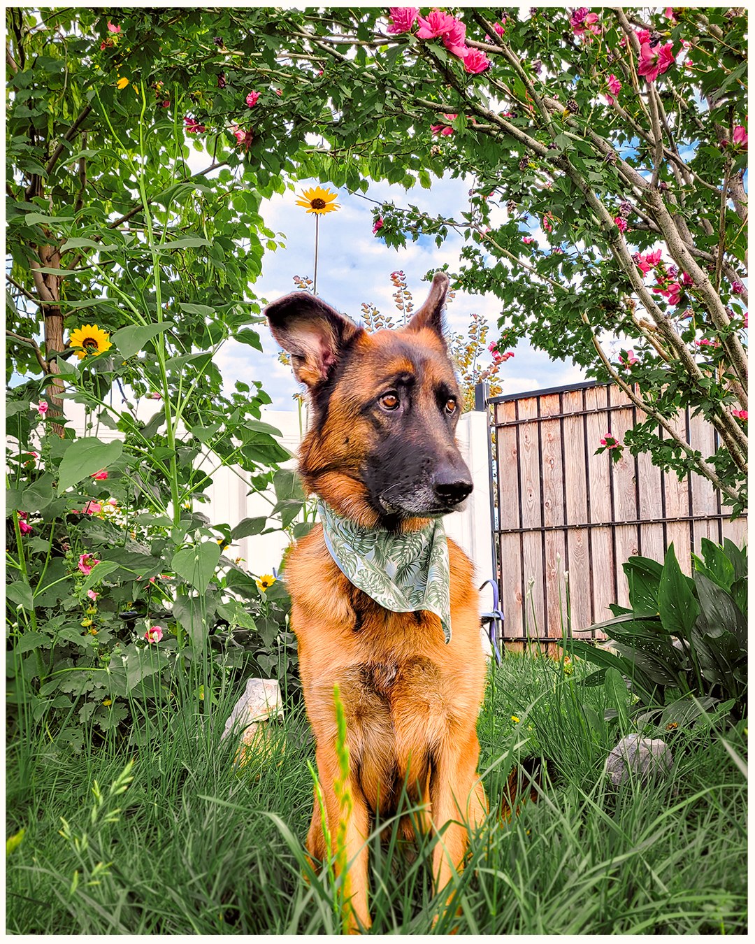 Did You Know Black and Red German Shepherds Need as Much as 3 Hours of ...