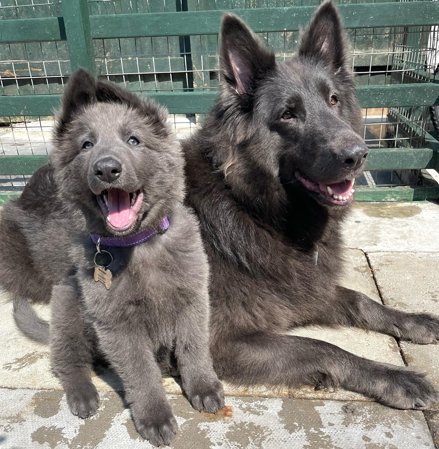 In the World of German Shepherds, Blue is the New Black - Rocky Kanaka