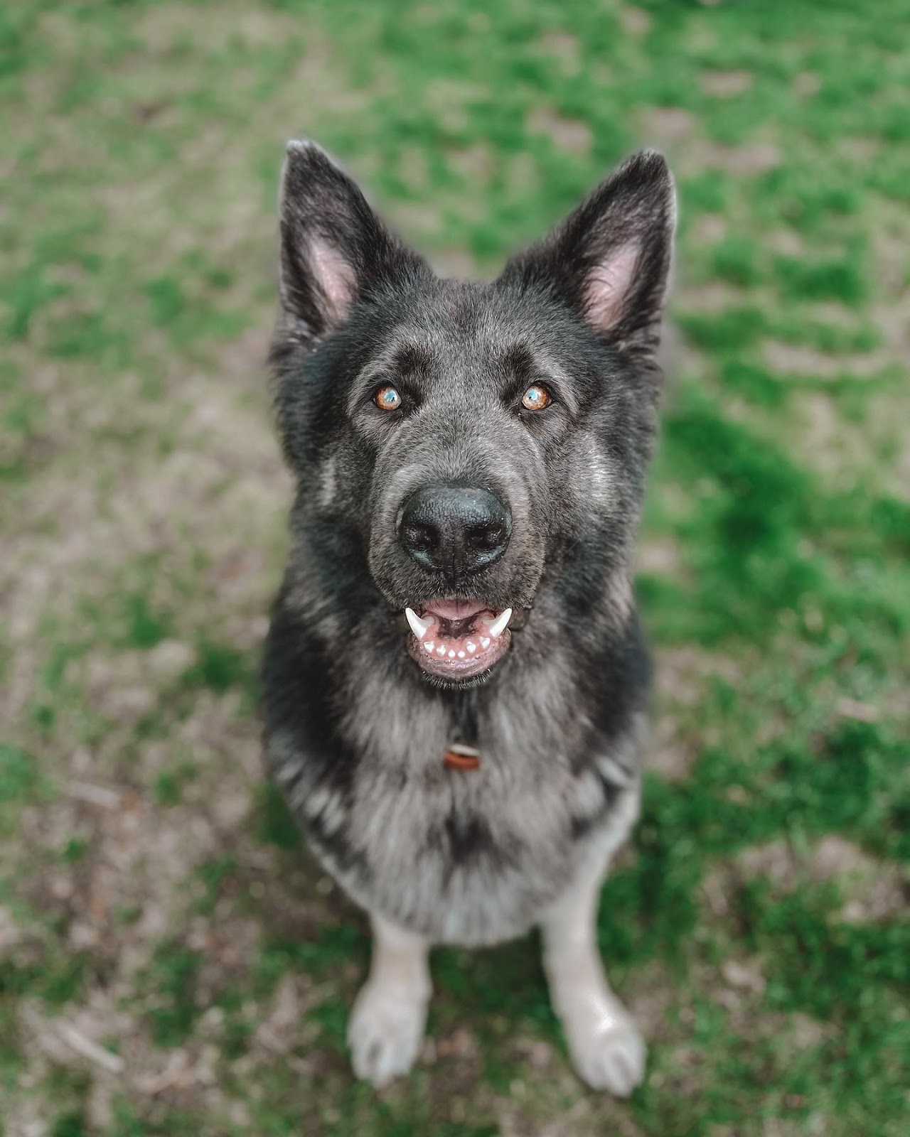 In the World of German Shepherds, Blue is the New Black - Rocky Kanaka