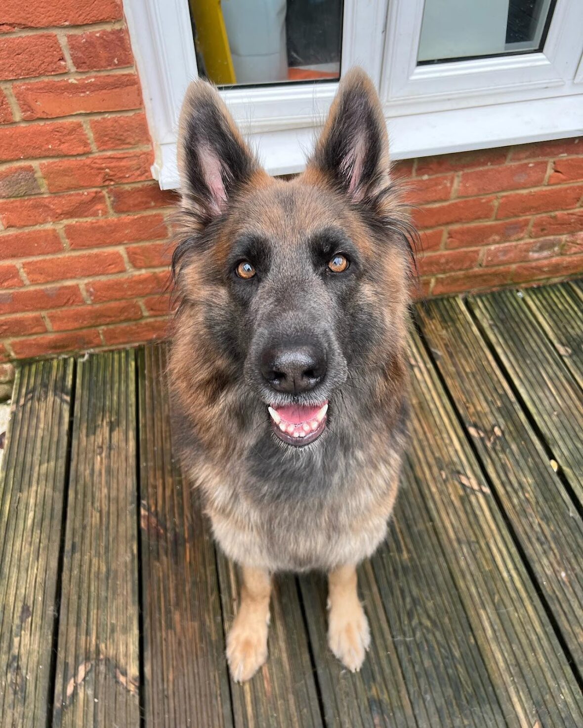 In the World of German Shepherds, Blue is the New Black - Rocky Kanaka