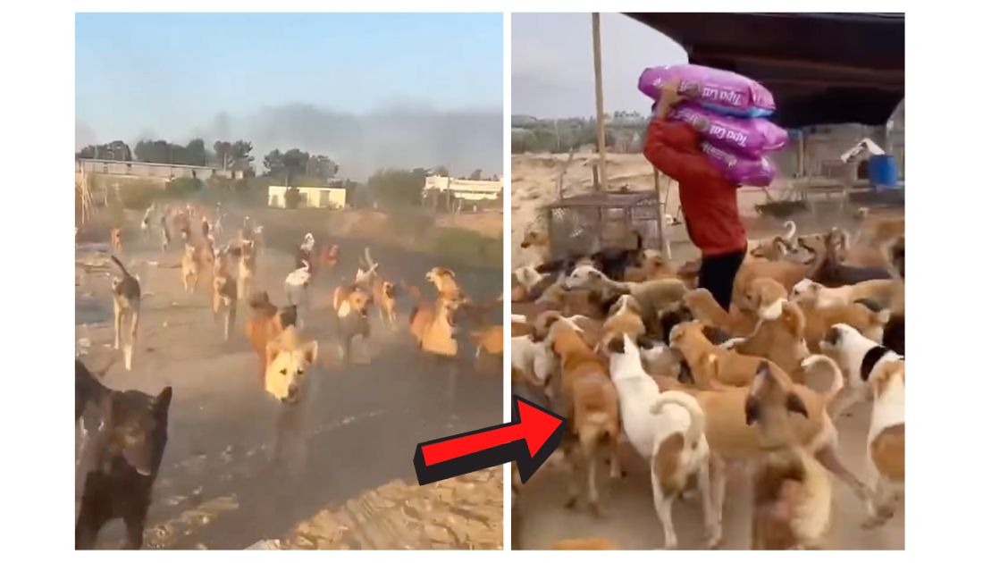 How This Animal Shelter Is Saving the Lives of Dogs Amidst Conflict ...
