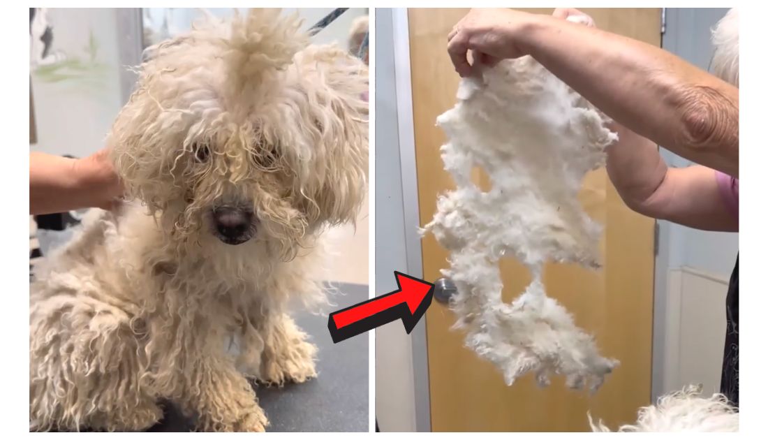 You Won't Recognize These Maltipoos After Their Stunning Transformation ...