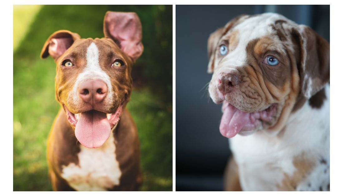 Why Merle Pitbulls Are Super Rare & Controversial - Rocky Kanaka