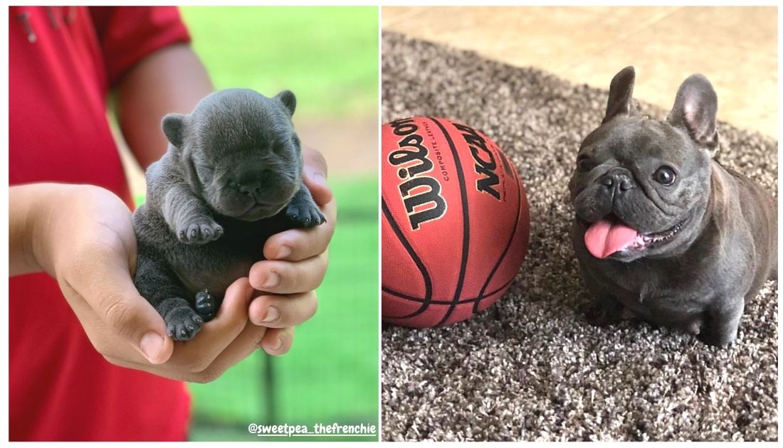 If You’re Considering a Mini French Bulldog, Read This First! - Rocky ...