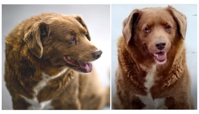 World's Oldest Dog, Bobi, Dies at 31: How Did He Live So Long? - Rocky ...