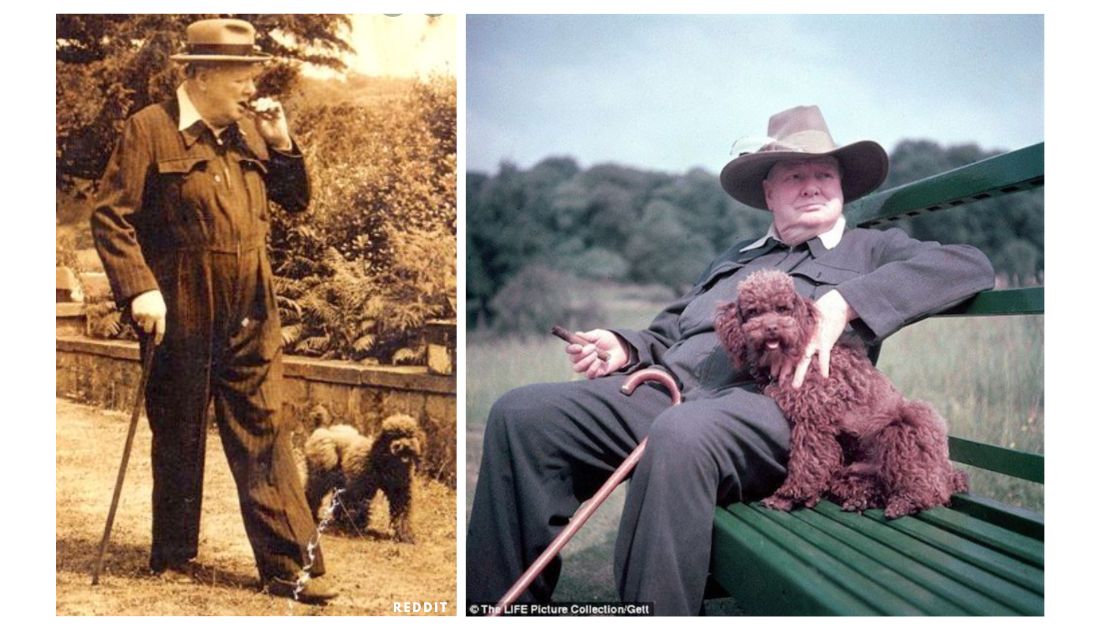 Sir Winston Churchill's Dog Was a 1) Bulldog 2) Bull Terrier 3) Poodle ...
