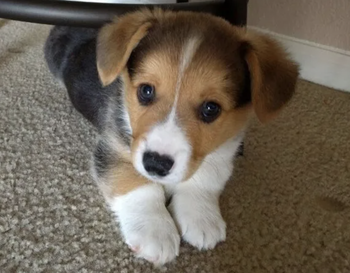 The Beagle Mixed with Corgi: a Beagi or a Borgi? - Rocky Kanaka