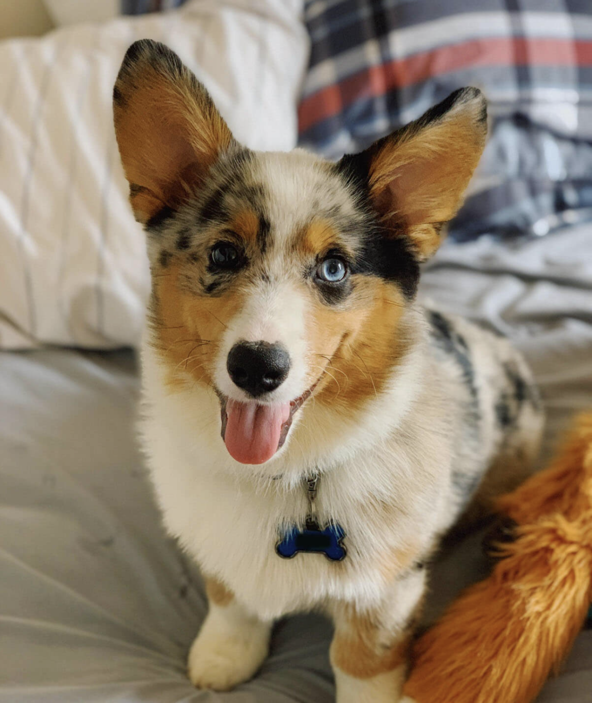 Auggie Dogs 101: Everything You Need to Know About This Unique ...