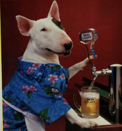 What Happened to Spuds MacKenzie? Learn About this Bull Terrier’s ...