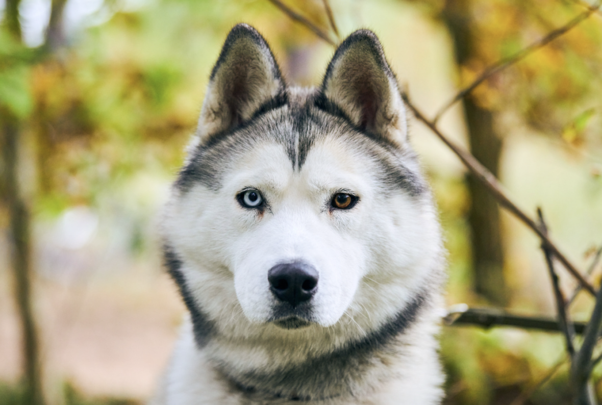 Heterochromia In Dogs Gives Them Mesmerizing Multi-Colored Eyes [With ...