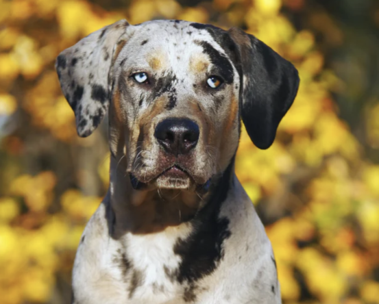 Heterochromia In Dogs Gives Them Mesmerizing Multi-Colored Eyes [With ...