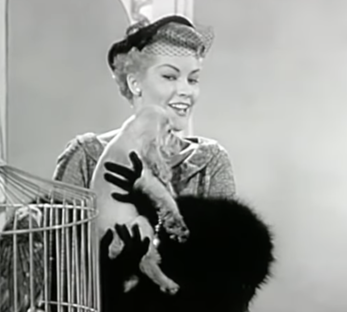 The Evolution of “How Much is That Doggie in the Window?”To A Song That ...