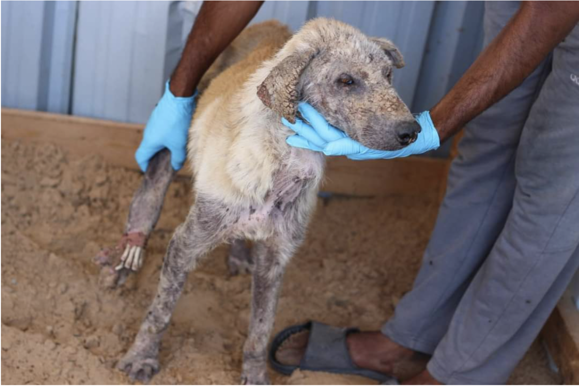 Gaza's Only Animal Shelter Fights to Protect Hundreds of Dogs Amidst ...