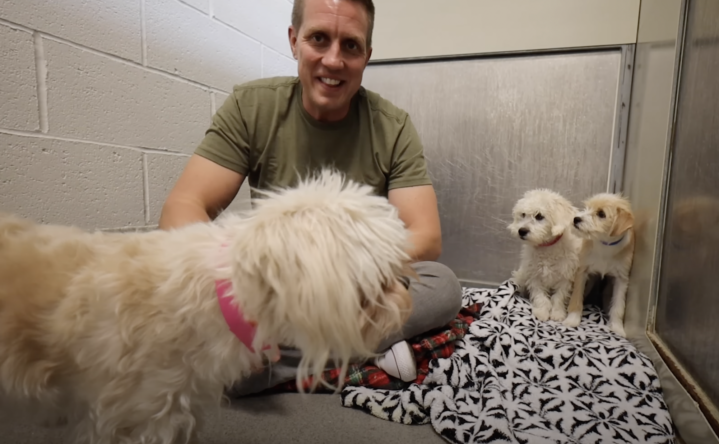 Huddled Together in Hope: The Heartfelt Tale of Two Shelter Dogs ...