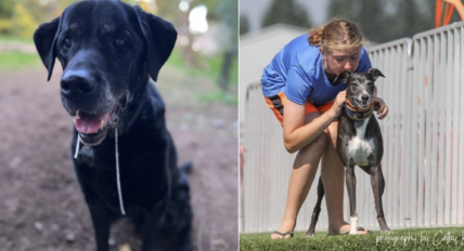 4 Ways To Identify High Prey Drive in Dogs & How To Manage It - Rocky ...