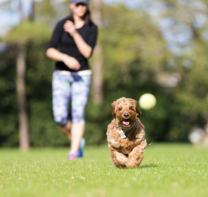 4 Ways To Identify High Prey Drive in Dogs & How To Manage It - Rocky ...